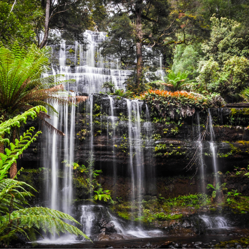 Les plus belles forêts australiennes à visiter